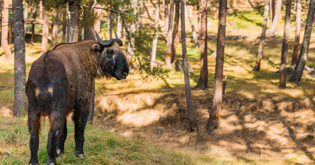 What Is a Takin? Discover Bhutan’s Unique National Animal
